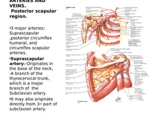 lecture 5a Scapular region Brachium.pdf