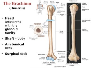lecture 5a Scapular region Brachium.pdf