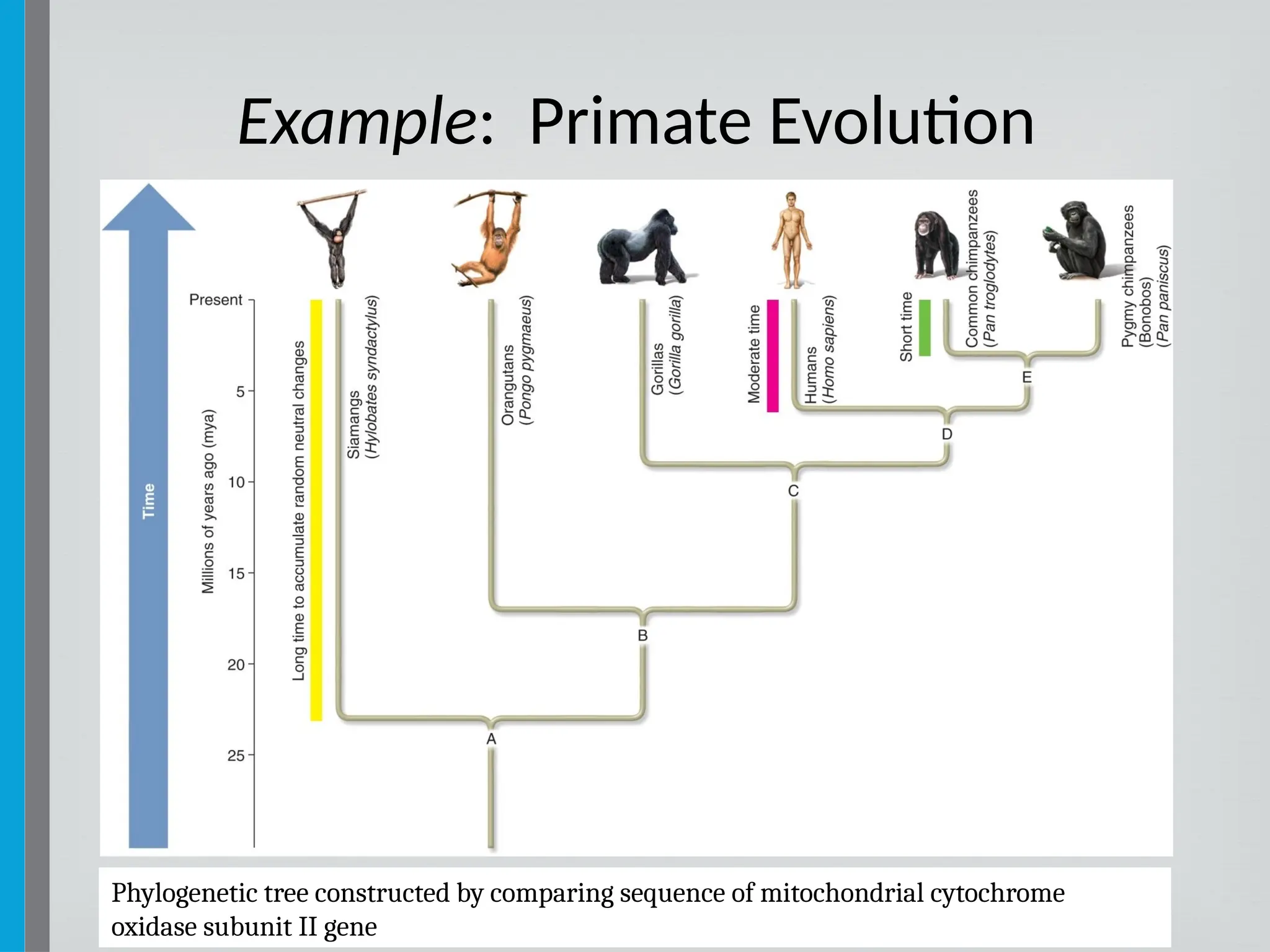 Presentation: Taxonomy Systematics pptx | PPTX