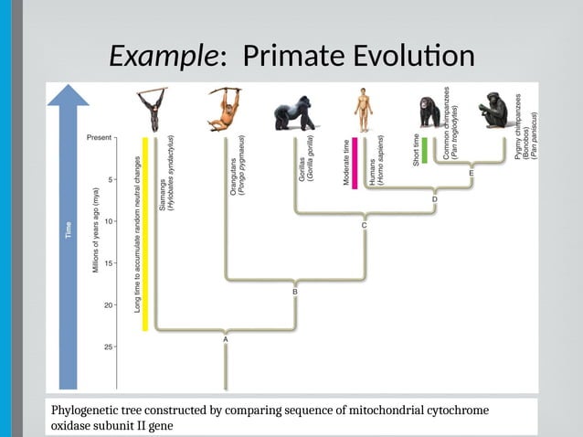 Presentation: Taxonomy Systematics pptx | PPT
