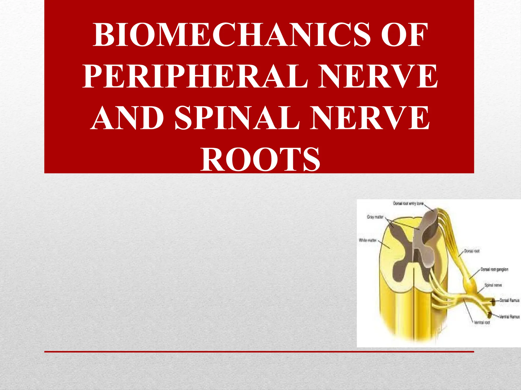 Lecture 5 BIOMECHANICS OF PERIPHERAL NERVE AND SPINAL NERVE ROOTS.ppt