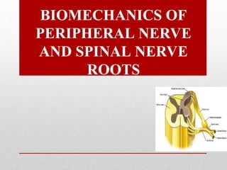 Lecture 5 BIOMECHANICS OF PERIPHERAL NERVE AND SPINAL NERVE ROOTS.ppt