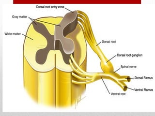 Lecture 5 BIOMECHANICS OF PERIPHERAL NERVE AND SPINAL NERVE ROOTS.ppt