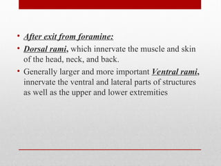 Lecture 5 BIOMECHANICS OF PERIPHERAL NERVE AND SPINAL NERVE ROOTS.ppt