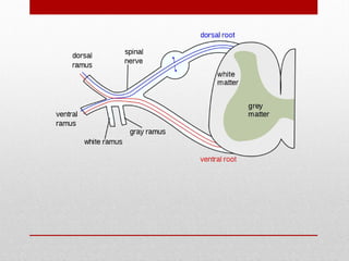 Lecture 5 BIOMECHANICS OF PERIPHERAL NERVE AND SPINAL NERVE ROOTS.ppt