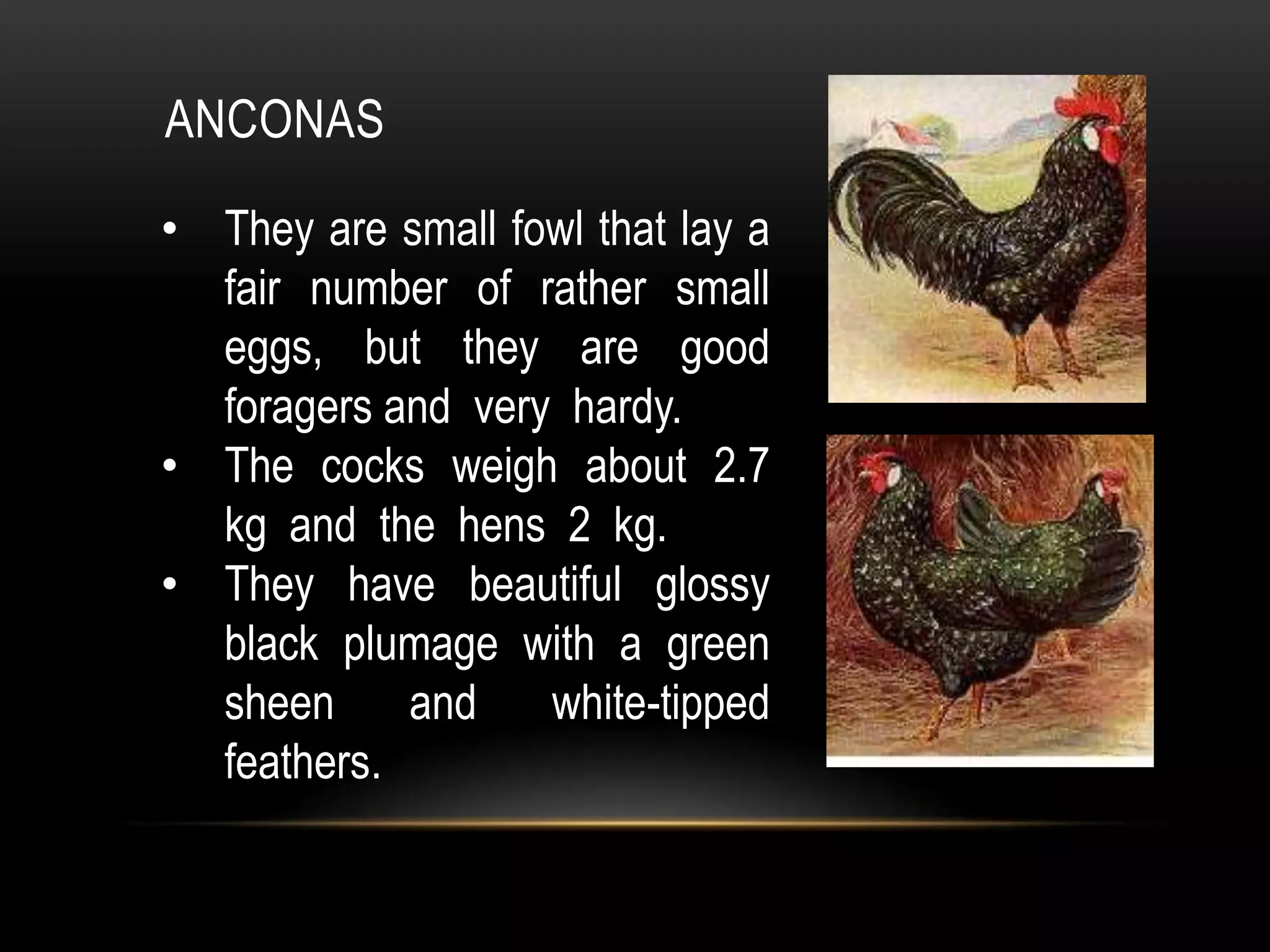Lecture 5 breeds of poultry | PPTX