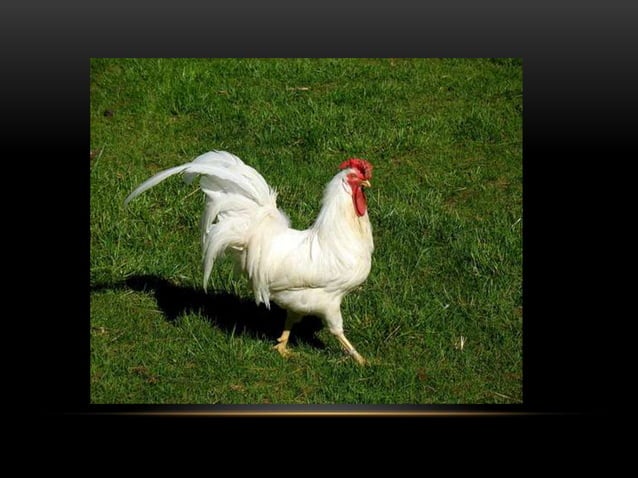 Lecture 5 breeds of poultry | PPTX | Birds | Pets