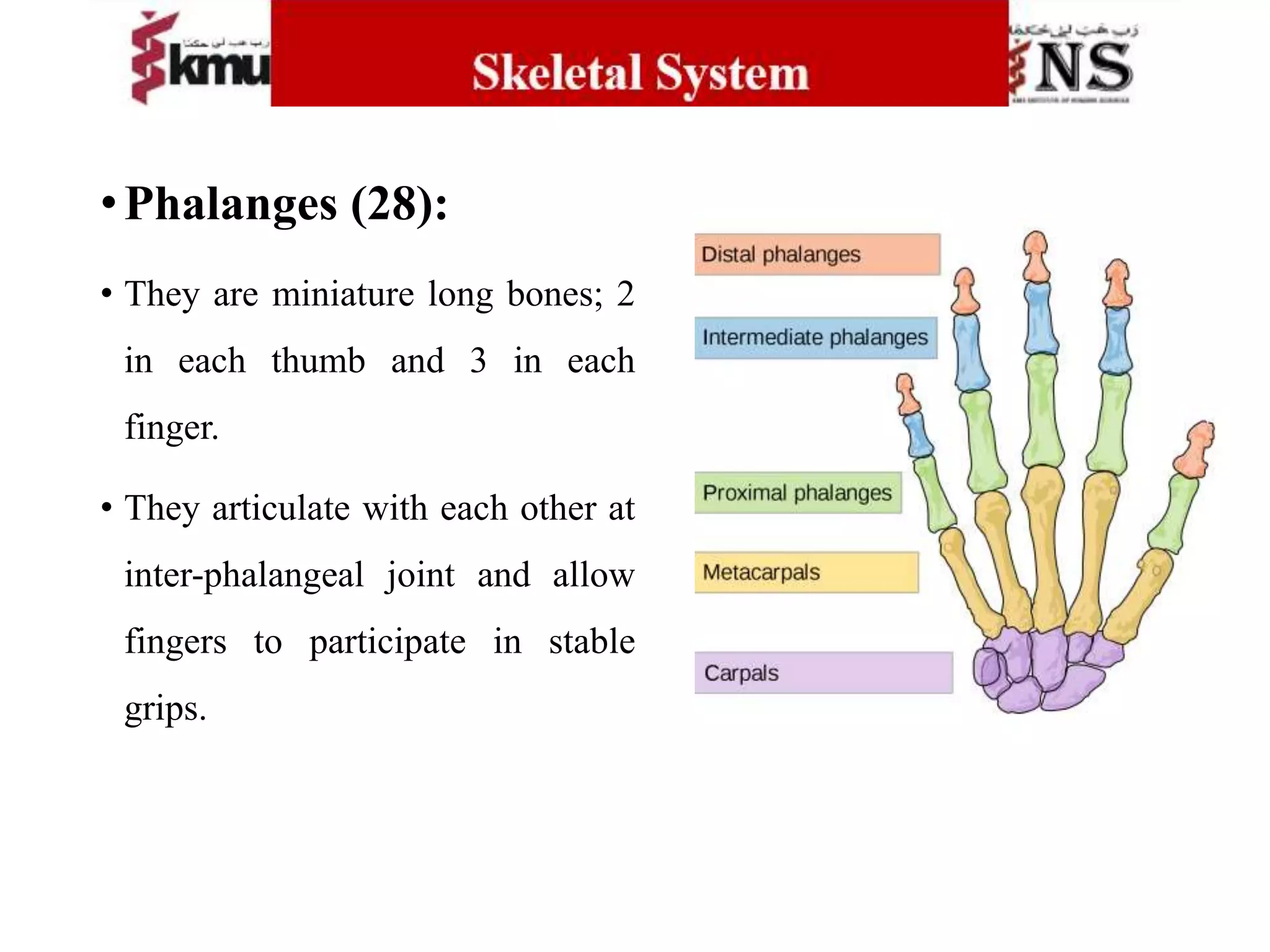 Lecture 5 (B) Skeletol System 2.pptx