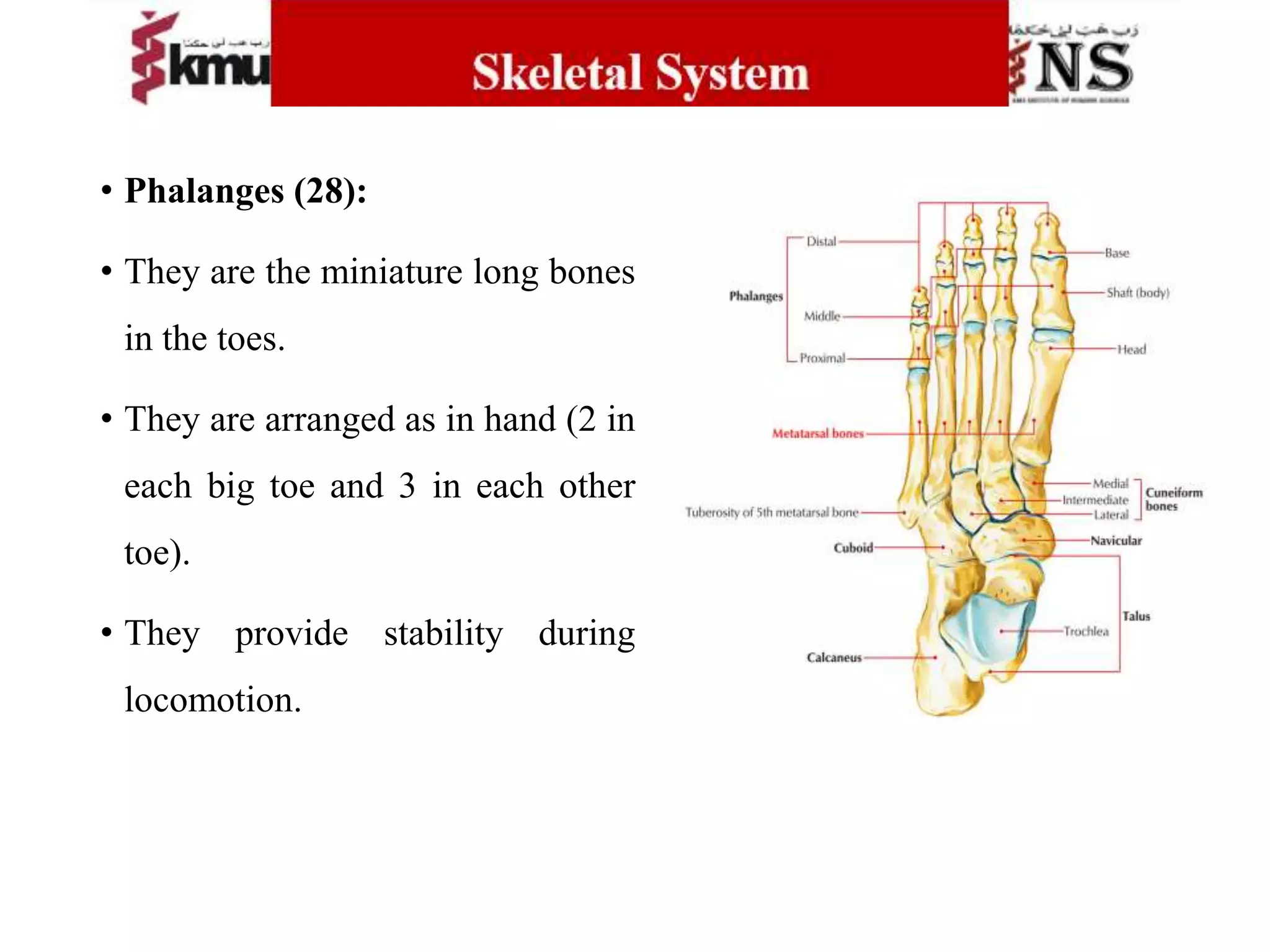 Lecture 5 (B) Skeletol System 2.pptx