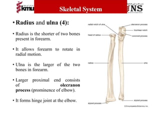 Lecture 5 (B) Skeletol System 2.pptx