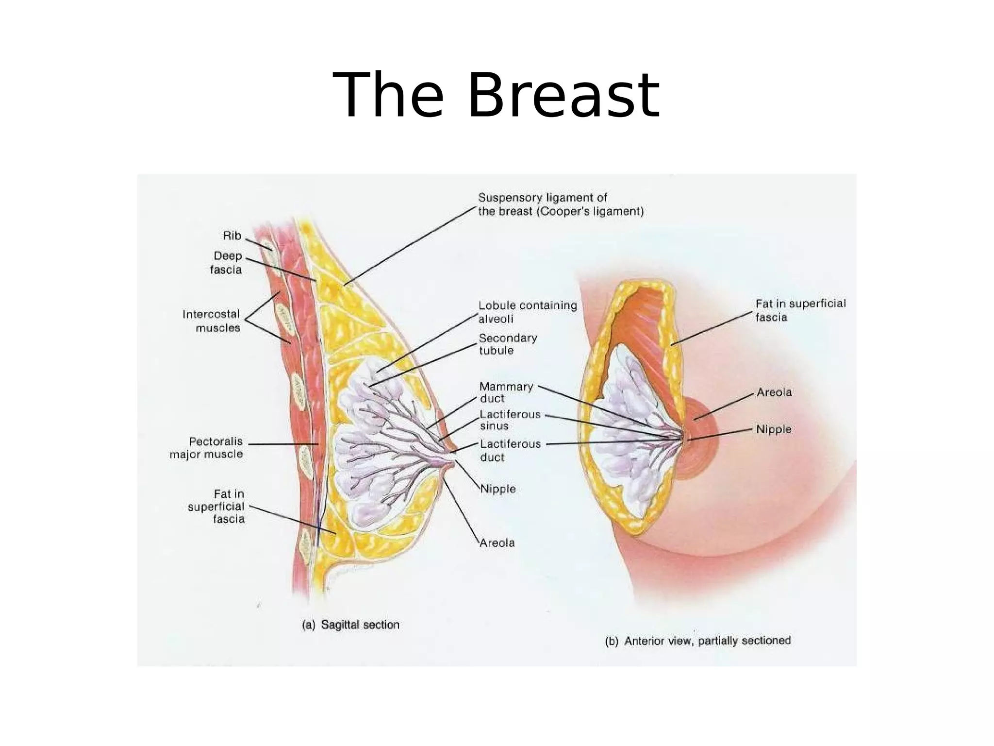 lecture 5b The breast and pectoral region.pdf