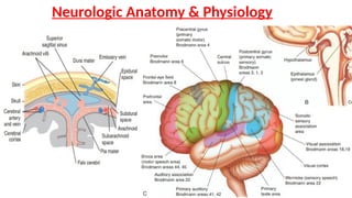 lecture 5 CCNg Neurologic Part One 2023-2024.ppt
