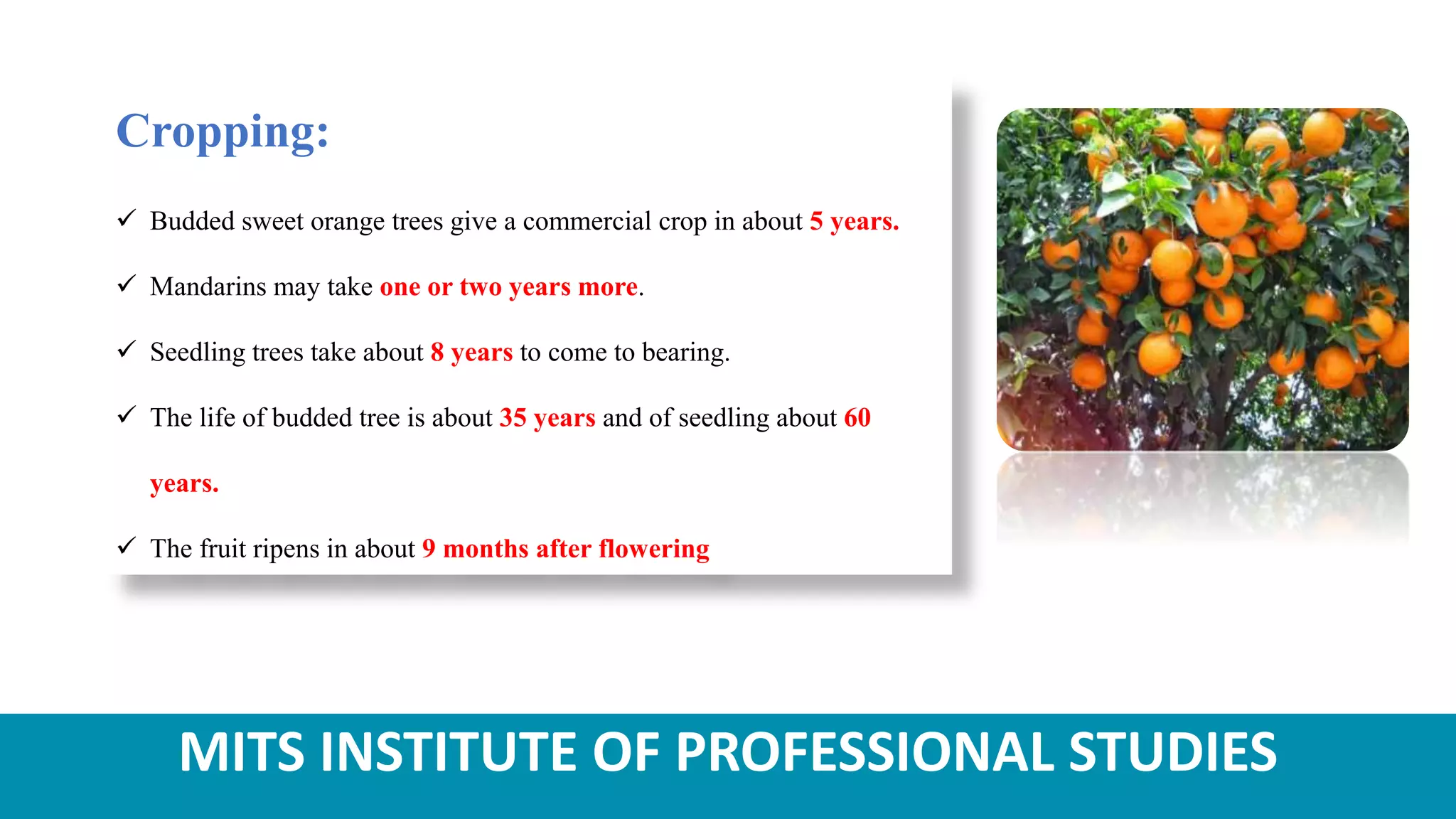 Cultivation practices of Citrus | PPTX