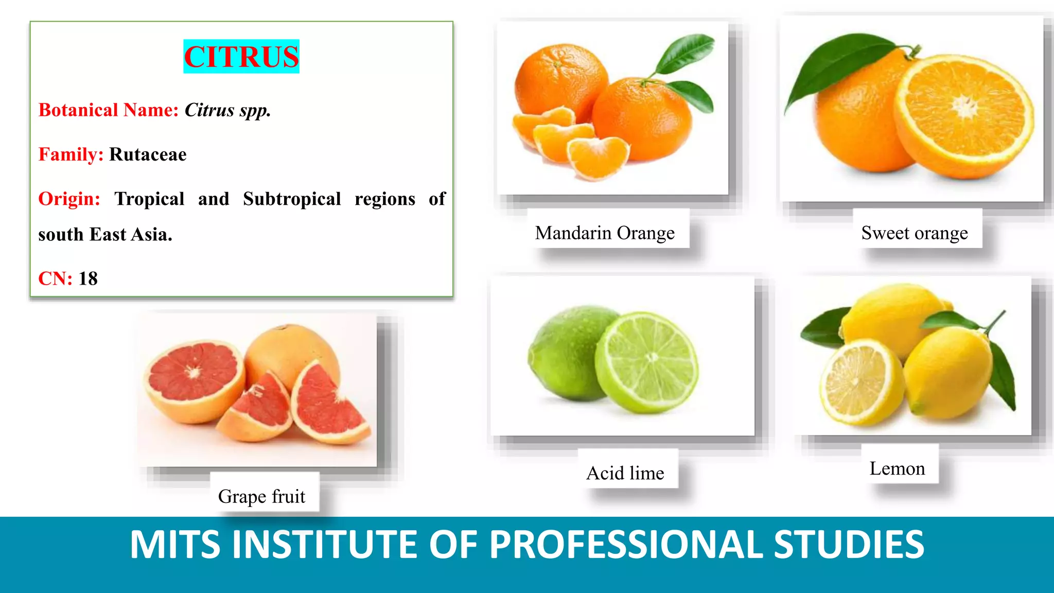 Cultivation practices of Citrus | PPTX