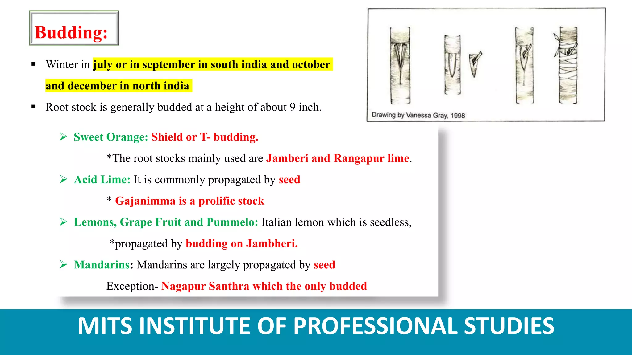 Cultivation practices of Citrus | PPTX