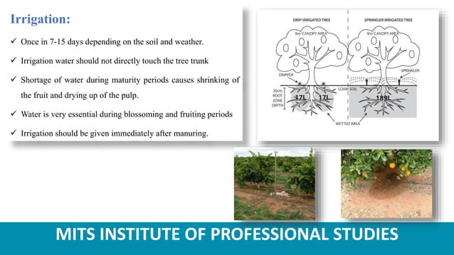 Cultivation practices of Citrus | PPTX | Agriculture | Industries