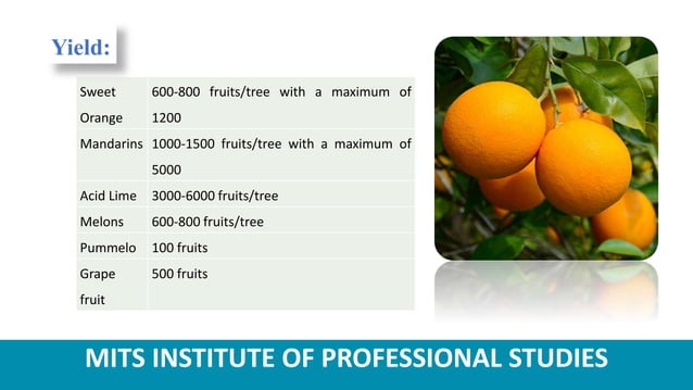 Cultivation practices of Citrus | PPTX | Agriculture | Industries