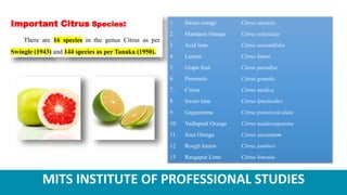 Cultivation practices of Citrus | PPTX