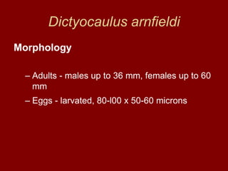 Lecture 5 dictyocalaus | PPT