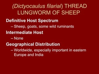 Lecture 5 dictyocalaus | PPT
