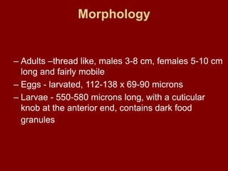 Lecture 5 dictyocalaus | PPT