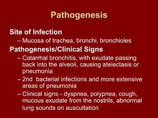 Lecture 5 dictyocalaus | PPT