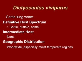 Lecture 5 dictyocalaus | PPT