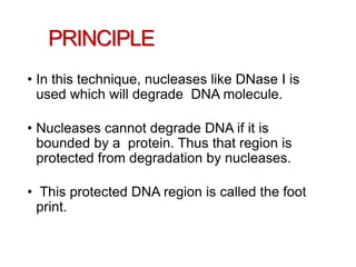 Lecture 5 dna finger, foot printing rflp | PPT
