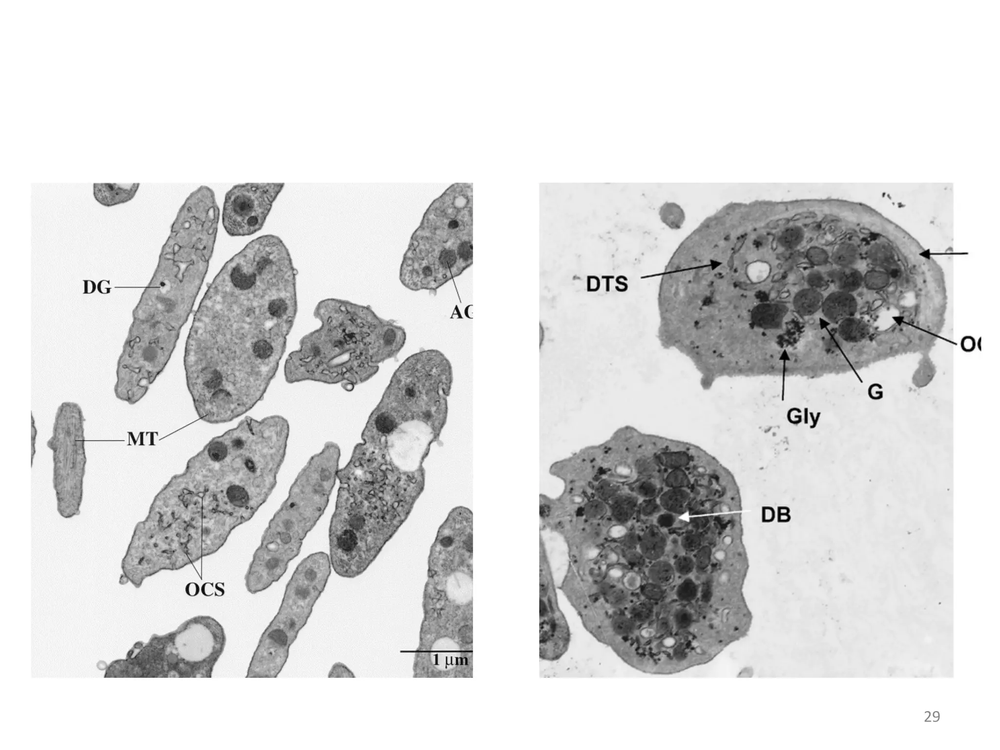 Lecture 5, fall 2014 pdf | PDF