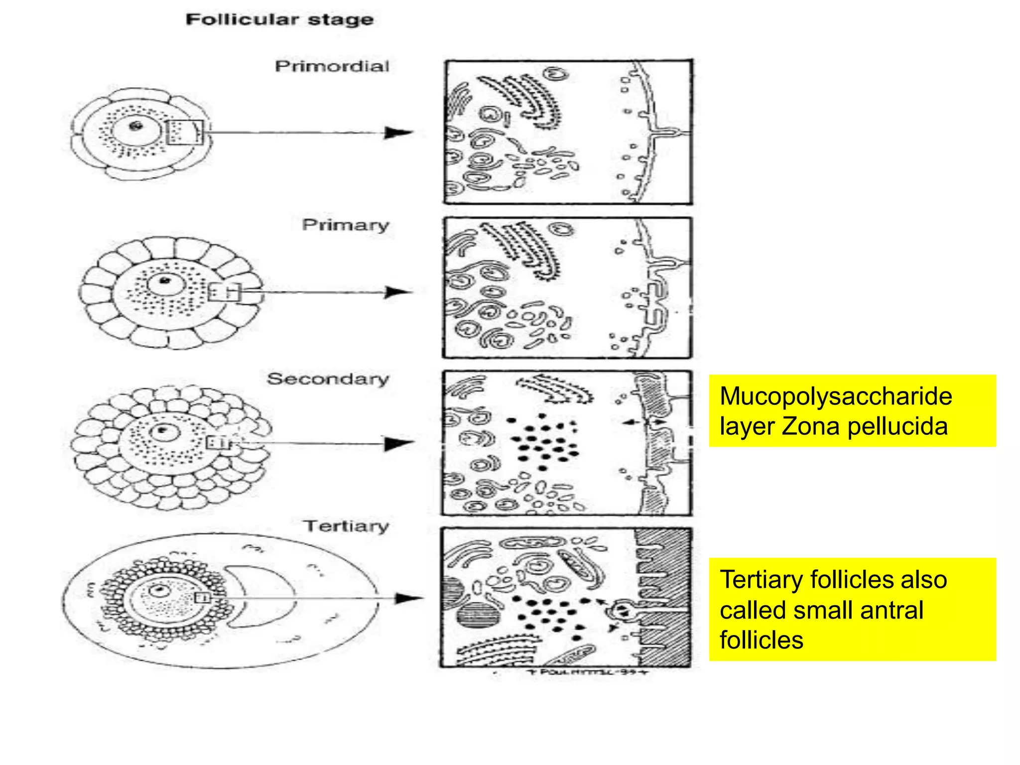 Lecture 5 follicular dynamics in domestic animals | PDF