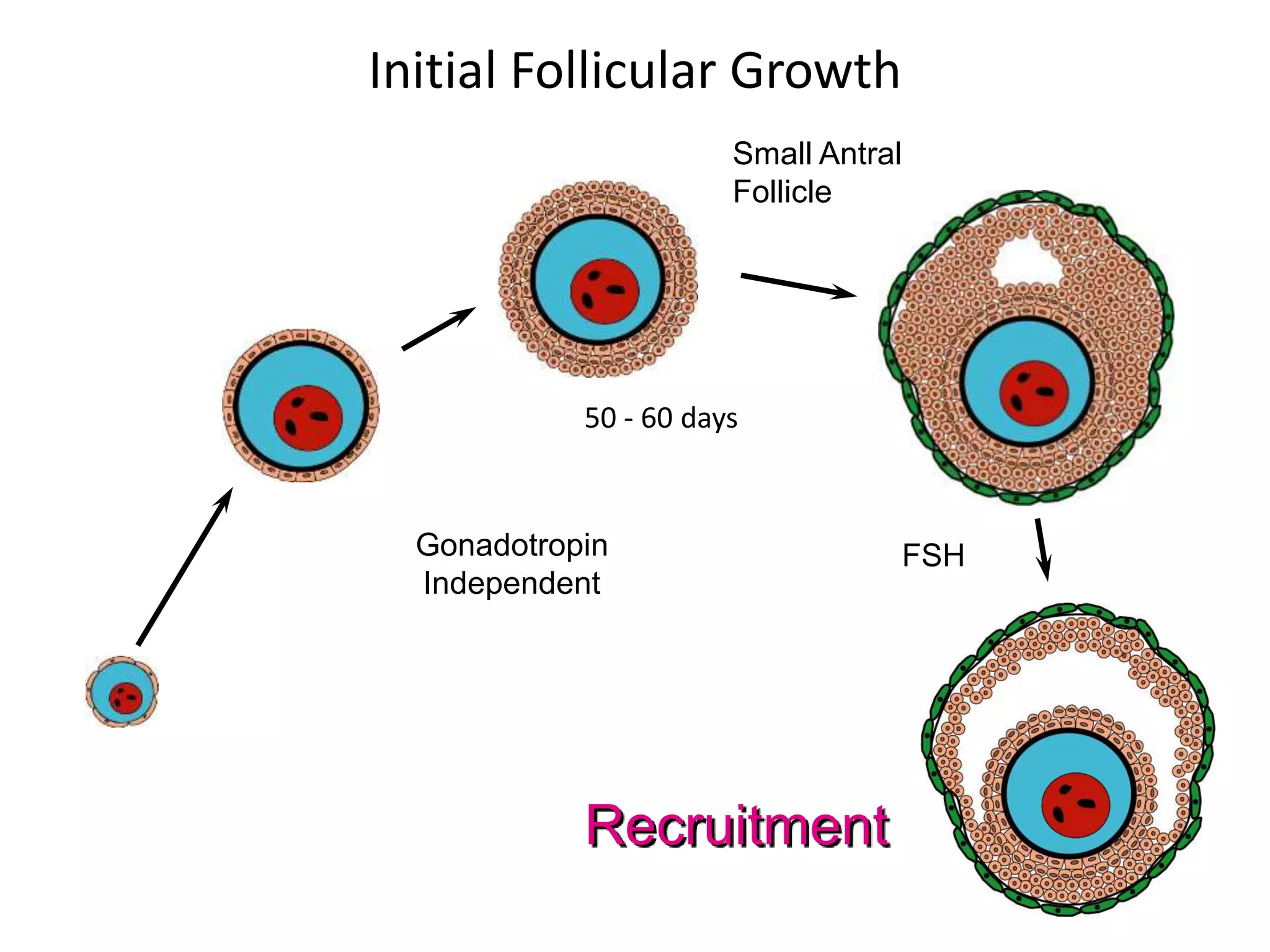 Lecture 5 follicular dynamics in domestic animals | PDF