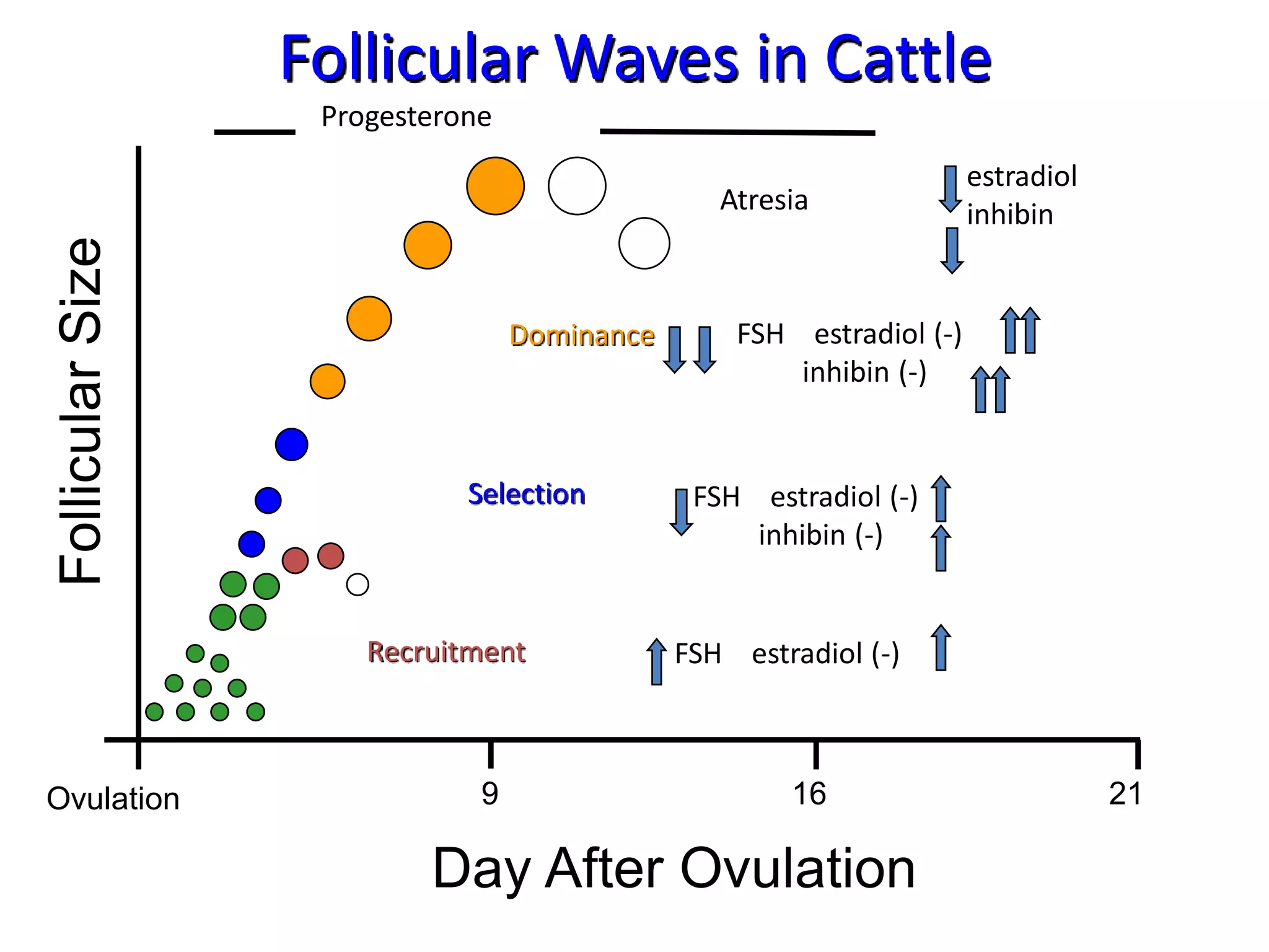 Lecture 5 follicular dynamics in domestic animals | PDF
