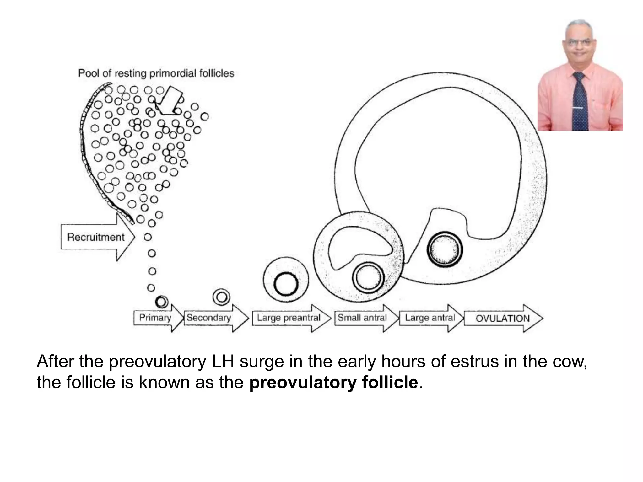 Lecture 5 follicular dynamics in domestic animals | PDF