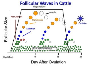 Lecture 5 follicular dynamics in domestic animals | PDF