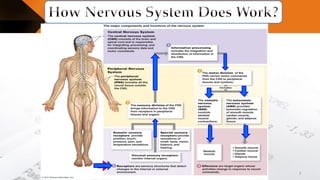 Lecture 5 Functions of Body Functions and Biophysics final ...
