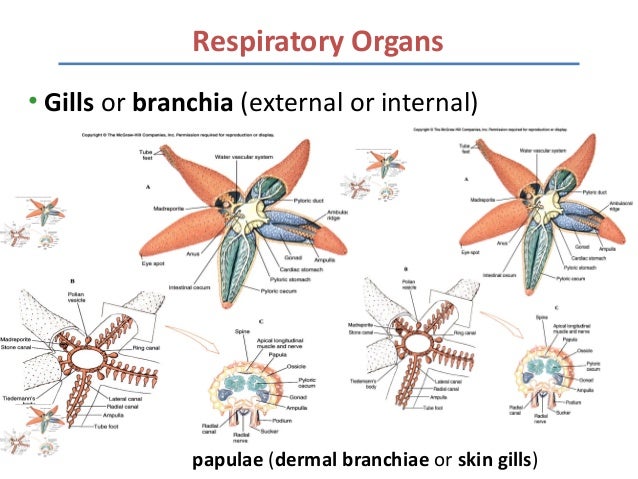Lecture 5 gas exchange