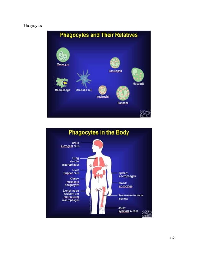 Pathology - immune system | PDF