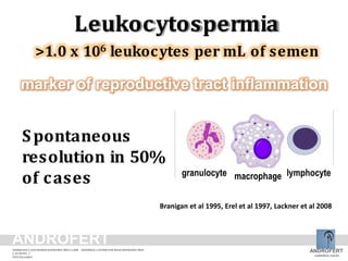 Subclinical Infections and Male Infertility | PDF