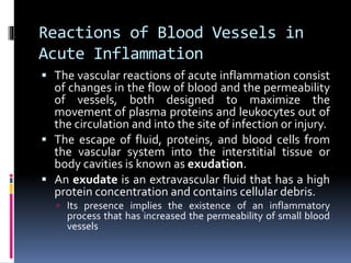 LECTURE 5 INFLAMMATION.pptx