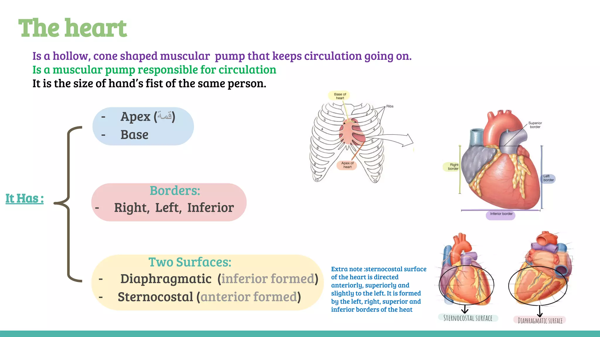 Lecture (5) INTRODUCTION OF CARDIOVASCULAR SYSTEM (CVS) .pdf