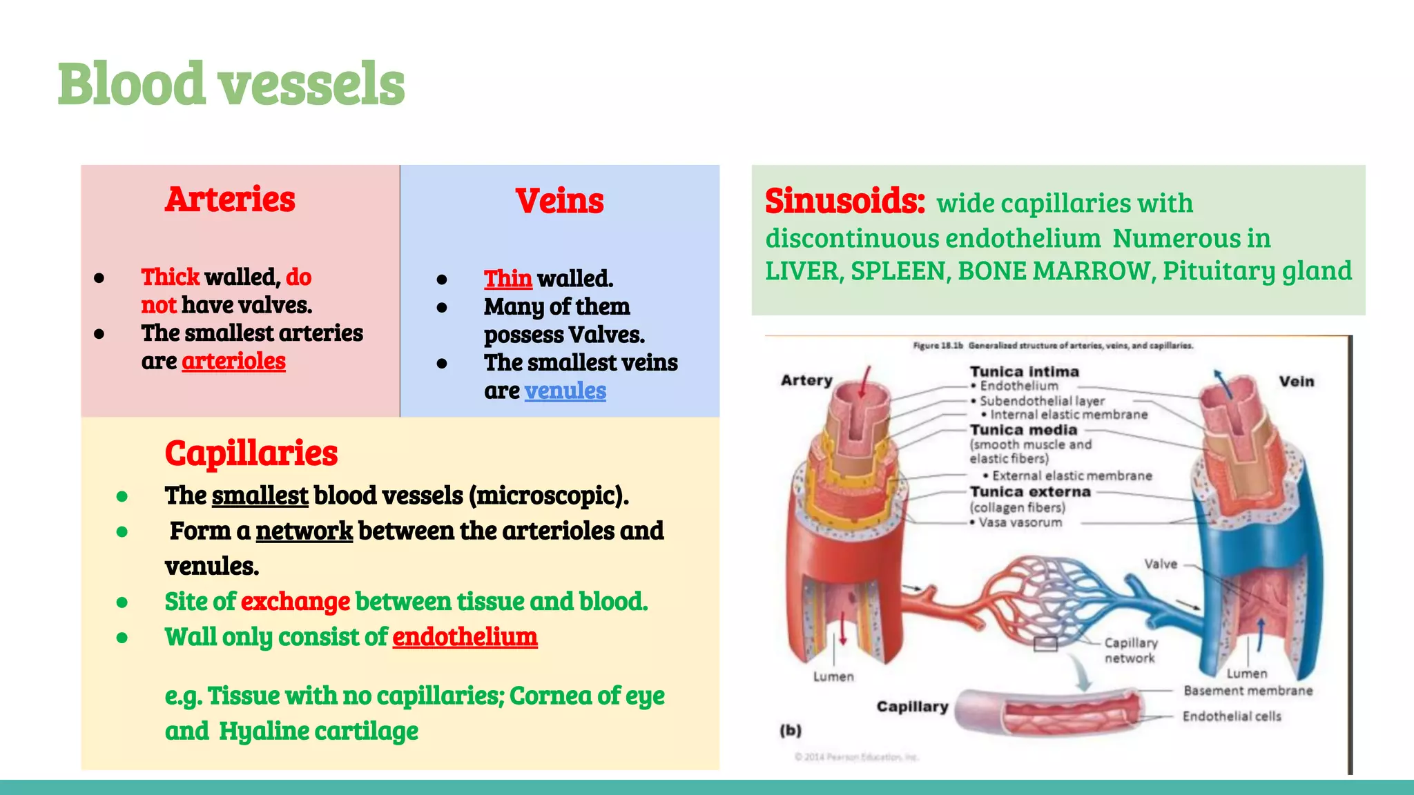 Lecture (5) INTRODUCTION OF CARDIOVASCULAR SYSTEM (CVS) .pdf