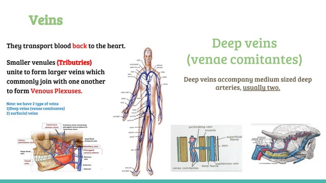Lecture (5) INTRODUCTION OF CARDIOVASCULAR SYSTEM (CVS) .pdf