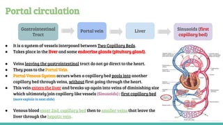 Lecture (5) INTRODUCTION OF CARDIOVASCULAR SYSTEM (CVS) .pdf