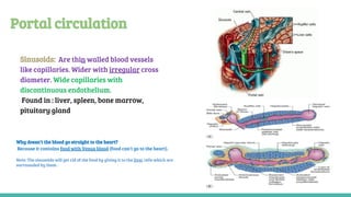 Lecture (5) INTRODUCTION OF CARDIOVASCULAR SYSTEM (CVS) .pdf