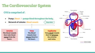 Lecture (5) INTRODUCTION OF CARDIOVASCULAR SYSTEM (CVS) .pdf