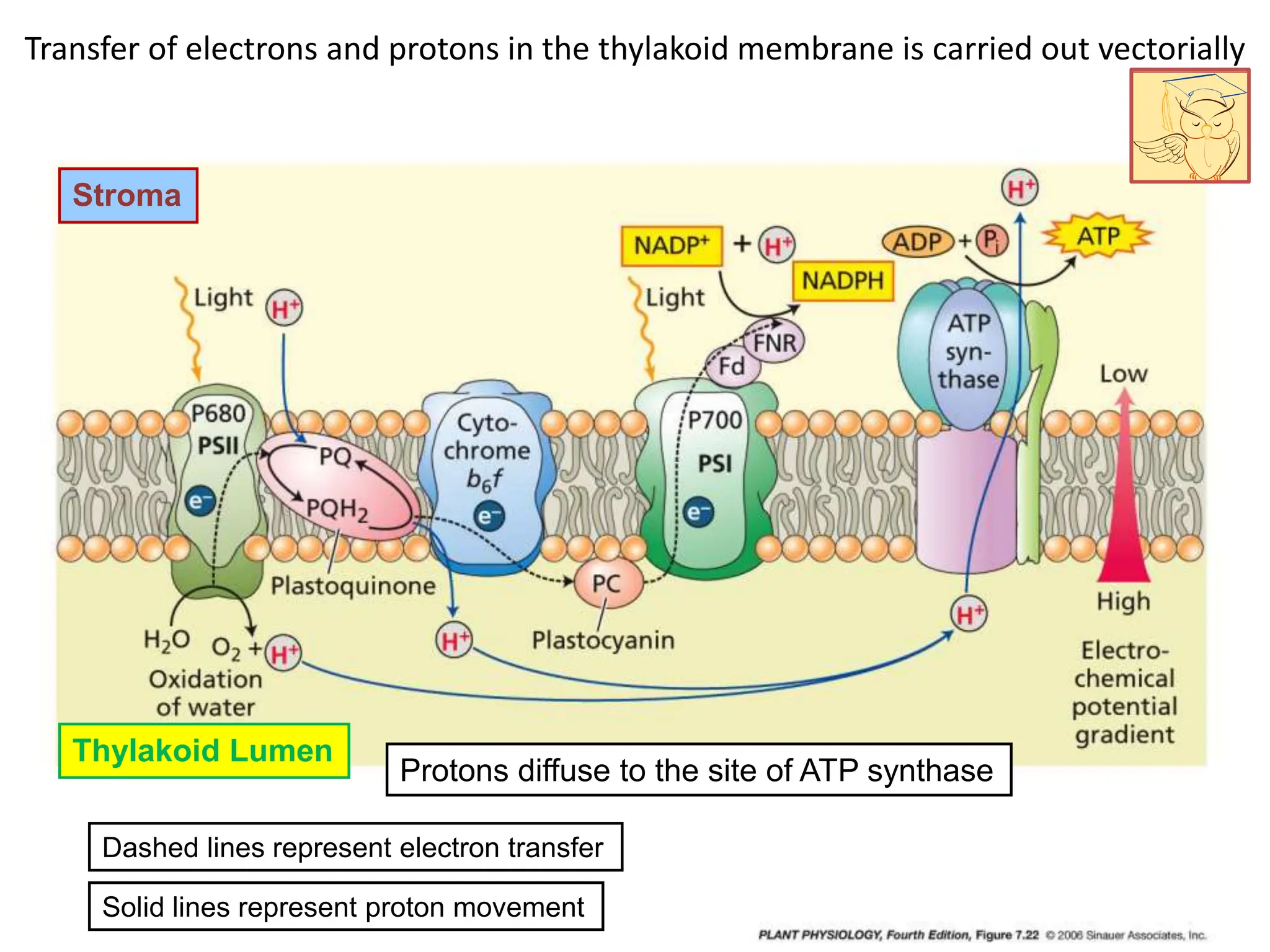 light reaction of photosynthesis (botany) | PPTX