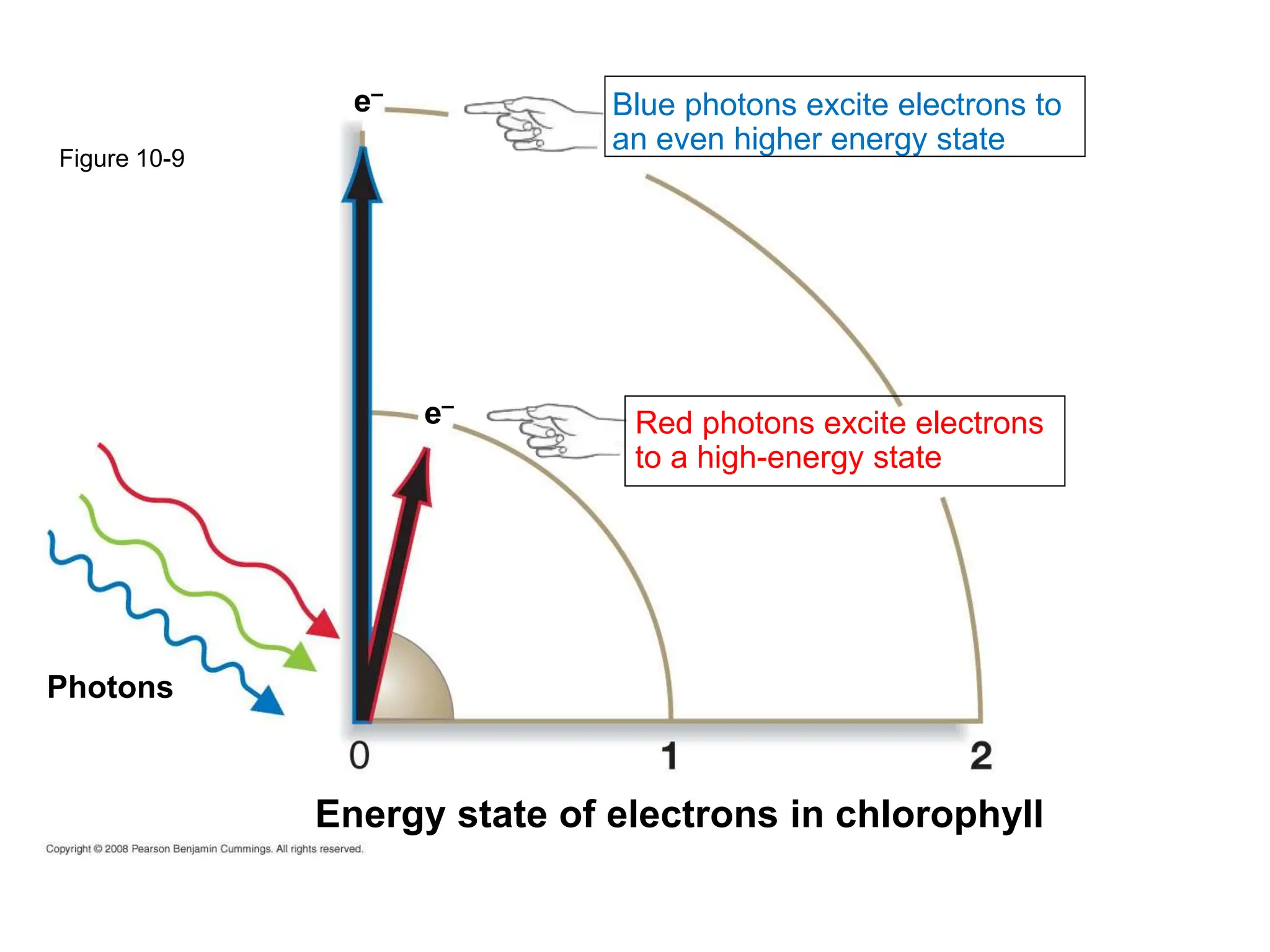 light reaction of photosynthesis (botany) | PPTX