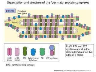 light reaction of photosynthesis (botany) | PPTX