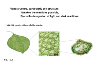 light reaction of photosynthesis (botany) | PPTX