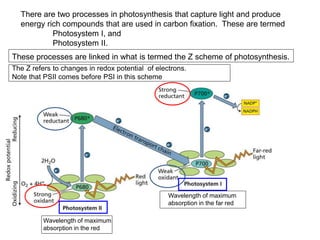 light reaction of photosynthesis (botany) | PPTX